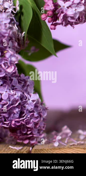 Lilac Blossoms Against Pastel Purple Backdrop, Closeup Showing ...