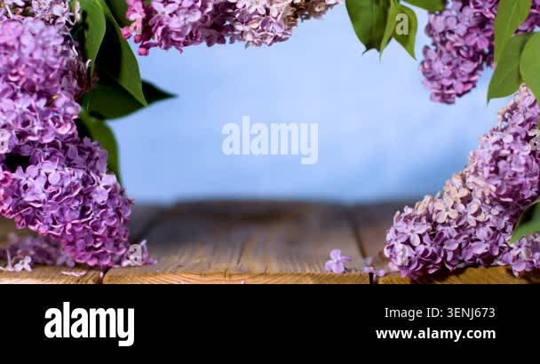 Purple Lilac Clusters On Wooden Table, Blue Backdrop, Soft Natural ...
