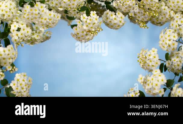 White Blossom Canopy Against Blue Sky, Slider Pan Reveals Clustered ...