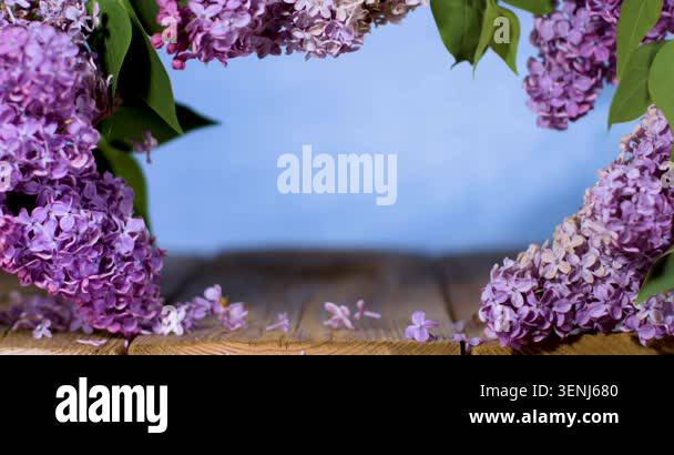 Super Slow Motion Purple Lilac Petals Twirling Against Clear Blue ...