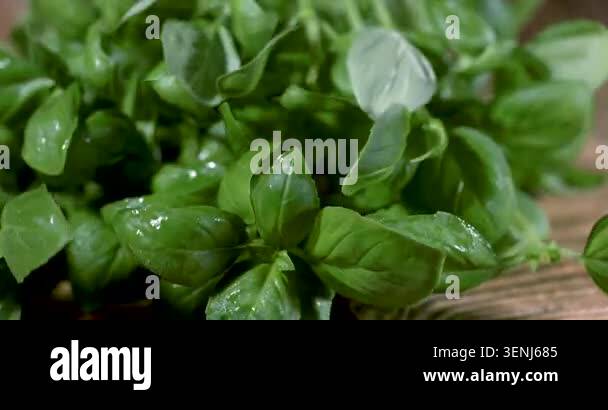 Super Slow Motion Close Up Basil Leaves With Droplets Captured Stock ...