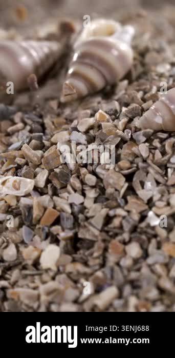 Super Slow Motion Cluster Of Striped Shells On Crushed Gravel ...