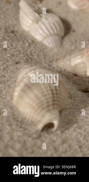 Vintage Shells Scattered On Sand, Slider Sweep Captures Worn Ribbed ...
