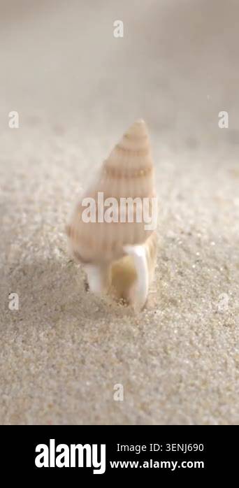 Super Slow Motion Super Slow Motion Upright Shell Pushing Through Soft ...
