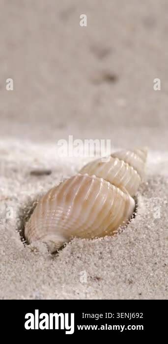 Super Slow Motion Solitary Conch In Fine Silica, Super Slow Motion ...
