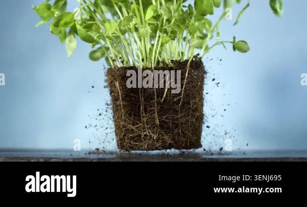 Super Slow Motion Front View Soil Block Microgreens Filmed Stock Video ...