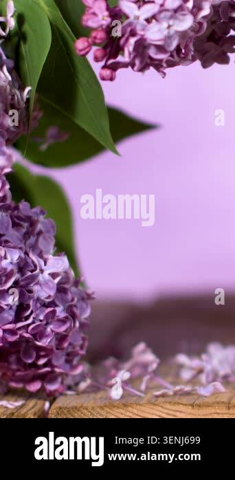 Super Slow Motion Closeup Lilac Petals Falling Wooden Tabletop Super ...