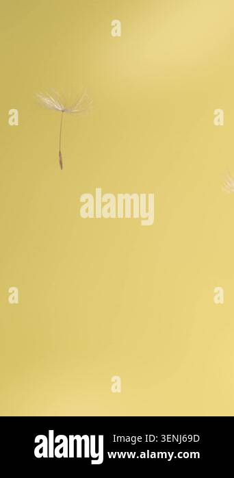 Super Slow Motion Floating Dandelion Seeds Over Yellow Backdrop Super ...