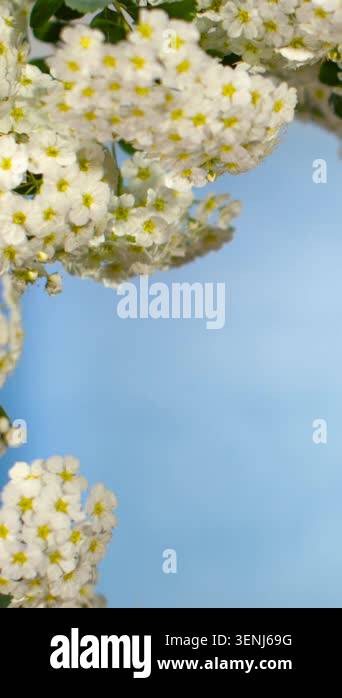 Vertical White Blossom Closeup With Sky Backdrop, Slider Motion ...
