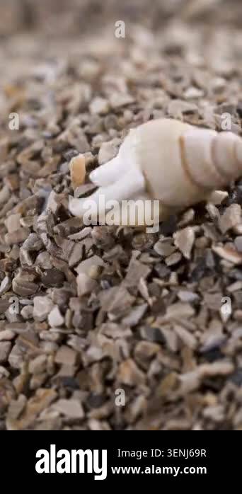 Super Slow Motion Super Slow Motion Exposed Interior Of Shell Resting ...
