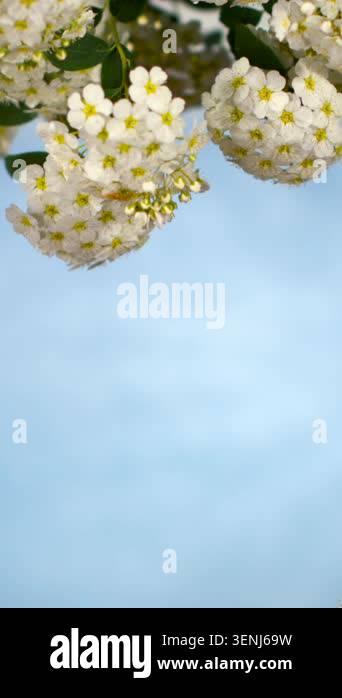 White Blossom Branches Against Blue Sky, Gentle Breeze, Macro Petals ...