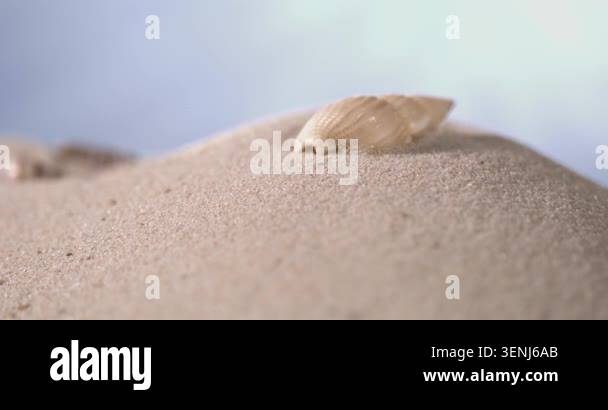 Super Slow Motion Super Slow Motion Lone Shell Resting On Smooth Dune ...