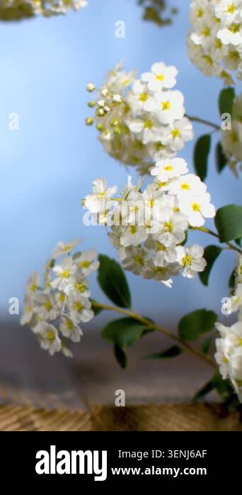 White Spirea Sprig On Wooden Table With Soft Sky Backdrop, Shallow ...