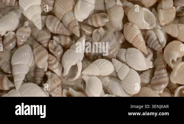 Pile Of Shells Filling Frame, Slider Panorama Reveals Dense Sea Of ...