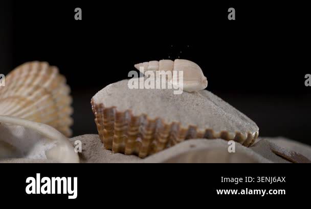 Closeup Shell On Sand Super Slow Motion Capture Showing Stock Video ...