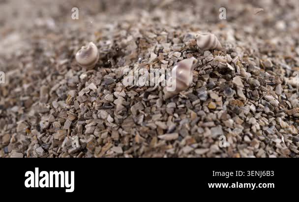 Super Slow Motion Super Slow Motion Cluster Of Striped Shells On ...
