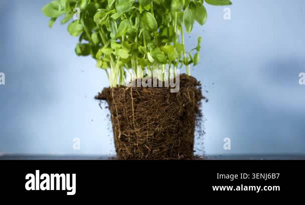 Super Slow Motion Fullframe Pot Microgreens Airborne Super Slow Motion ...
