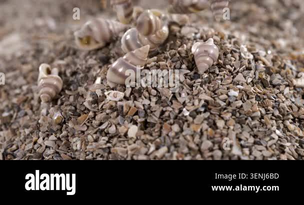 Super Slow Motion Pile Of Striped Shells Cascading Slowly Over Crushed ...