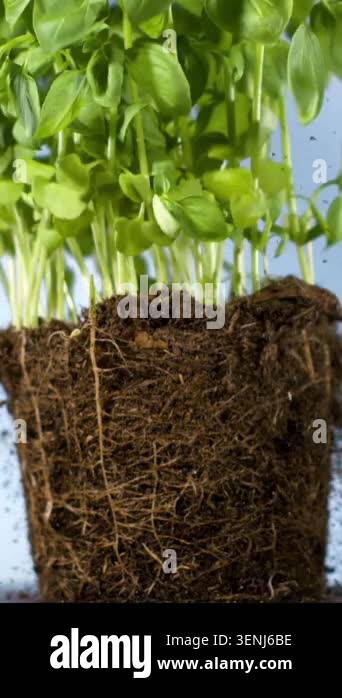 Super Slow Motion Closeup Roots Microgreens Plug Super Slow Motion ...
