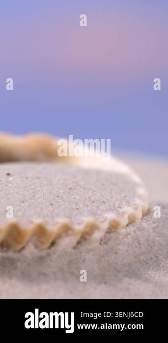 Super Slow Motion Macro Sand Disc Resting On Textured Surface With ...