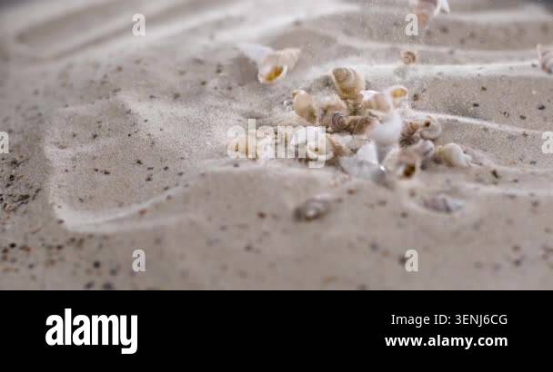 Super Slow Motion Scattered Seashells On Soft Sand, Super Slow Motion ...