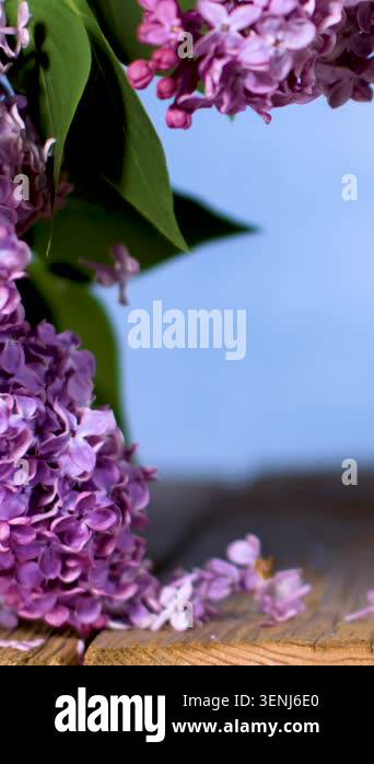 Purple Lilac Petals Falling In Super Slow Motion, Closeup Stock Video ...