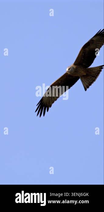 Bird Gliding In Bright Blue Sky, Slow Cinematic Movement Highlighting ...