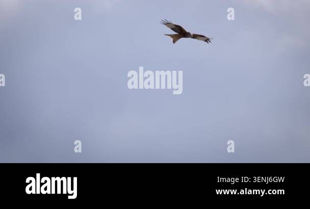 Bird Gliding Over Moody Clouds, Long Lens Footage Of Distant Raptor ...