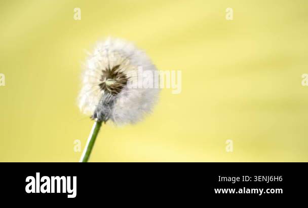 Super Slow Motion Dandelion Seeds Blowing Across Yellow Background ...