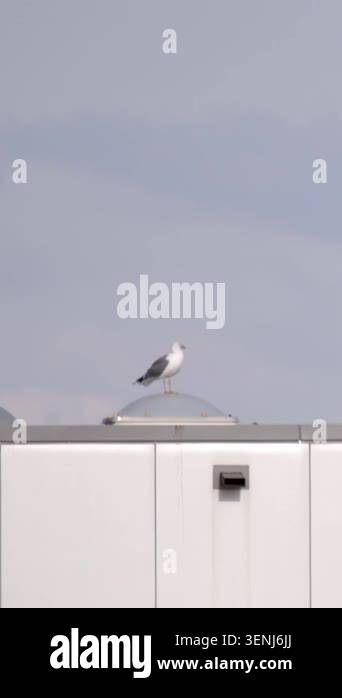 Seagull Perched On Rooftop Dome Structure, Pale Sky Backdrop And ...