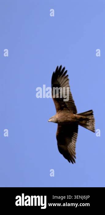 Bird Gliding Across Clear Blue Sky, Sunlit Raptor With Sharp Feather ...