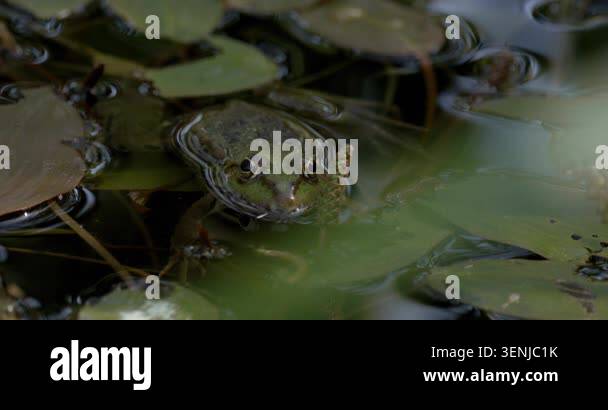 Closeup Frog Face Among Floating Leaves And Soft Foreground Blur ...
