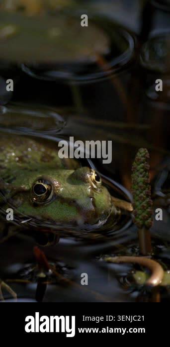 Green Frog Head At Water Surface, Watchful Ambush Predator Peering From ...