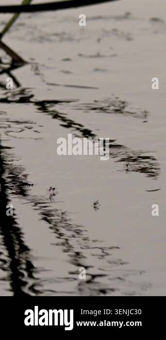 Super Slow Motion Water Striders Skimming Reflective Pond Surface ...
