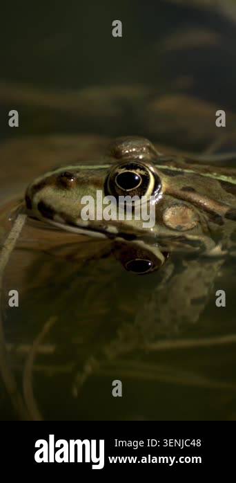 Super Slow Motion Pond Frog Peeking At Water Surface Bubble Stock Video ...