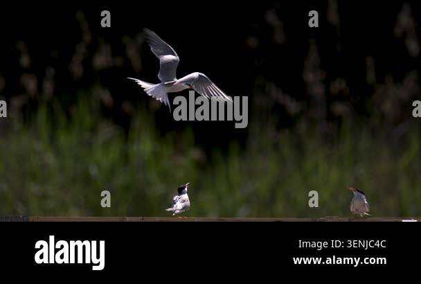 White Tern Hovering Above Perched Shorebirds In Super Slow Stock Video ...