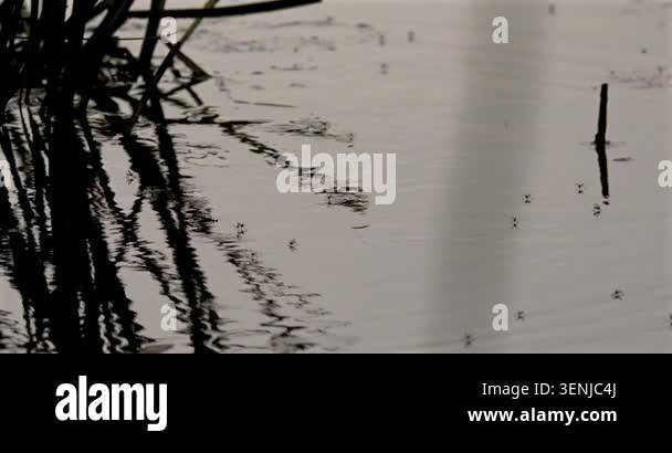 Super Slow Motion Reeds Reflection On Calm Water With Dancing Insects ...