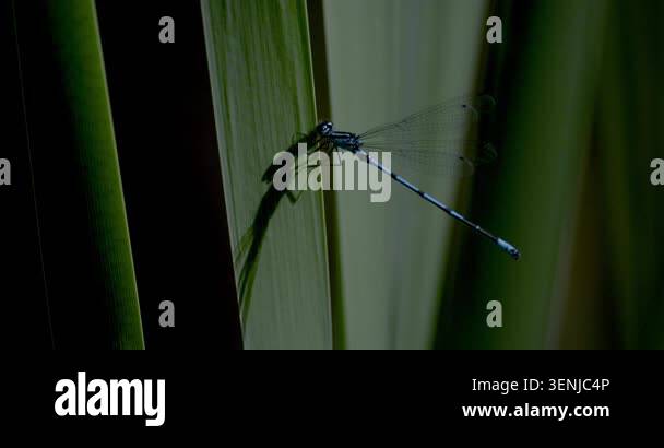 Super Slow Motion Closeup Damselfly Resting On Blade, Super Slow Motion ...