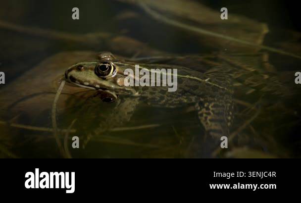 Frog Surfacing In Super Slow Motion, Cinematic Macro Stock Video ...