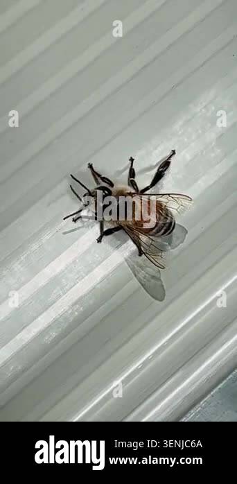 Close up of bee moving on white metallic surface, detailed insect ...