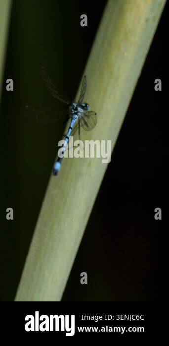 Super Slow Motion Closeup Damselfly Clinging To Reed Stock Video ...