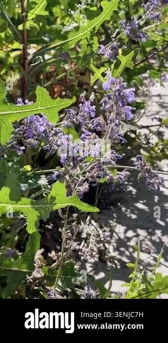 Bee flying among lavender flowers under warm sunlight, close up nature ...