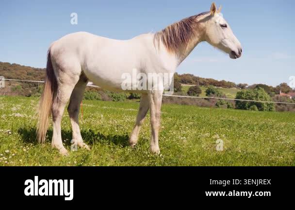 White horse stands in a green field. The horse moves slowly while ...
