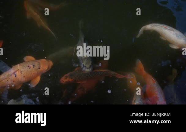 Koi fish swim in a pond, moving in groups and creating ripples in the ...
