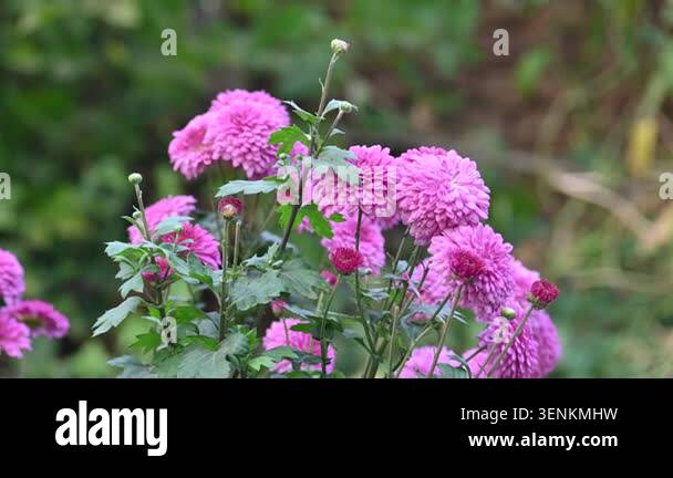Chrysanthemums flowers in a blurry background. sometimes abbreviated to ...