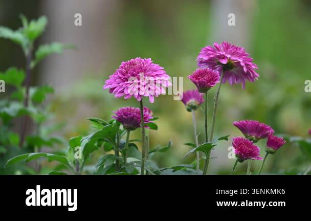 Chrysanthemums flowers in a blurry background. sometimes abbreviated to ...