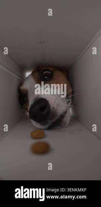 A funny Jack Russell Terrier dog looks into a cardboard box and eats ...