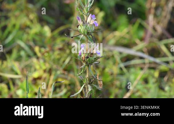 Hygrophila auriculata plant. Itis a herbaceous, medicinal plant in ...