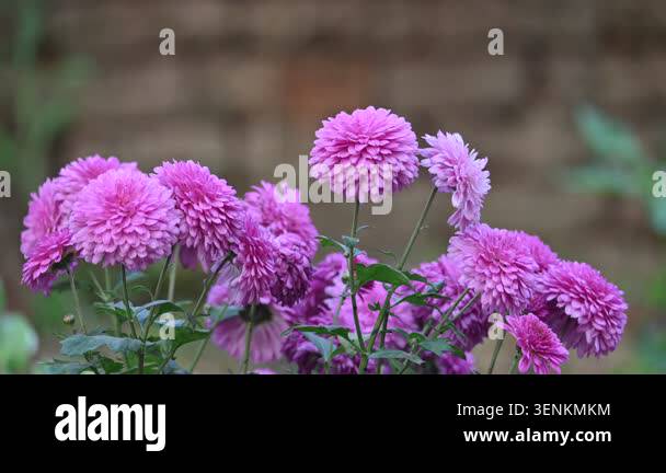 Chrysanthemums flowers in a blurry background. sometimes abbreviated to ...