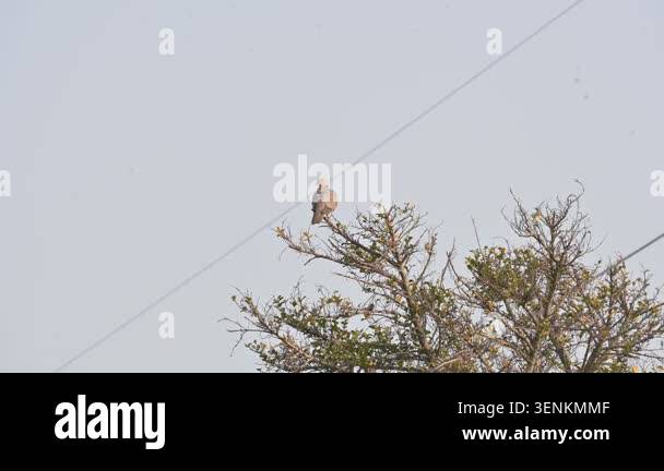Eurasian collared dove perched on the branch of a tree. Its common name ...